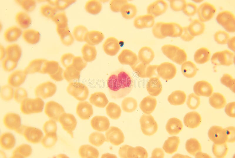 Monocyte stock photo. Image of cells, erthrocytic, medical - 42788340