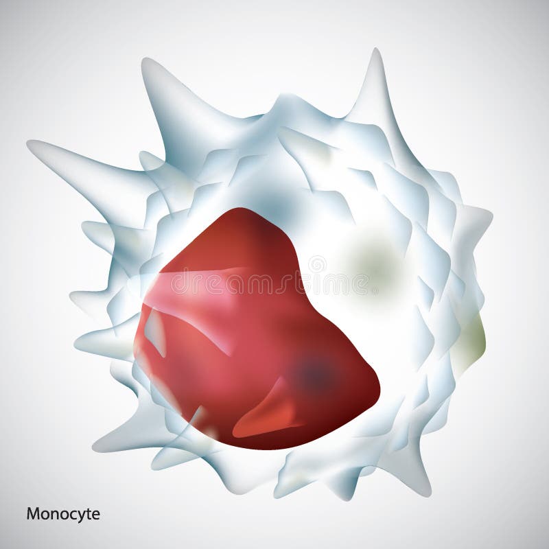 Monocyte. Vector Illustration Decorative Design Stock Vector ...