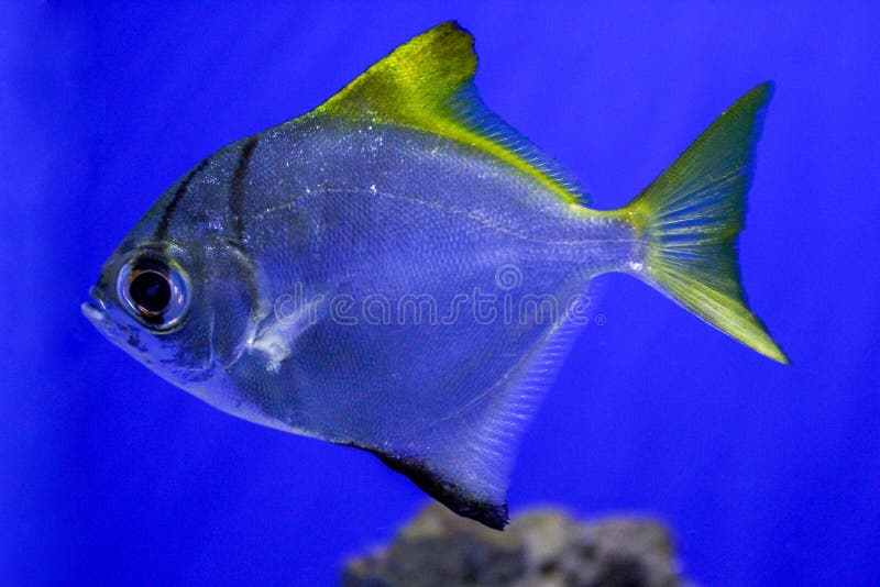Monodactylidae or Silver Moony Stock Image - Image of pacific ...