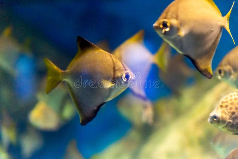 Monodactylus Argenteus or Silver Moony Fish Stock Photo - Image of ...