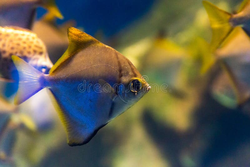 Monodactylus Argenteus or Silver Moony Fish Stock Image - Image of ...