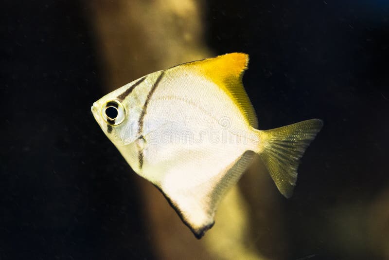 Monodactylus Argenteus - Silver Moony Stock Photo - Image of hobby ...