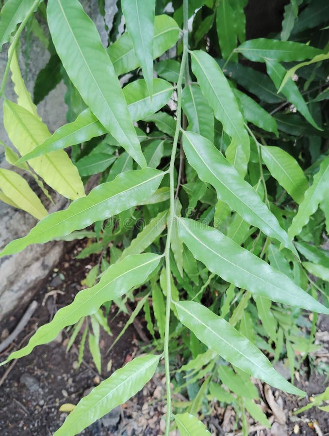 Monoon Longifolium, the False Ashoka, Also Commonly Known by Its ...