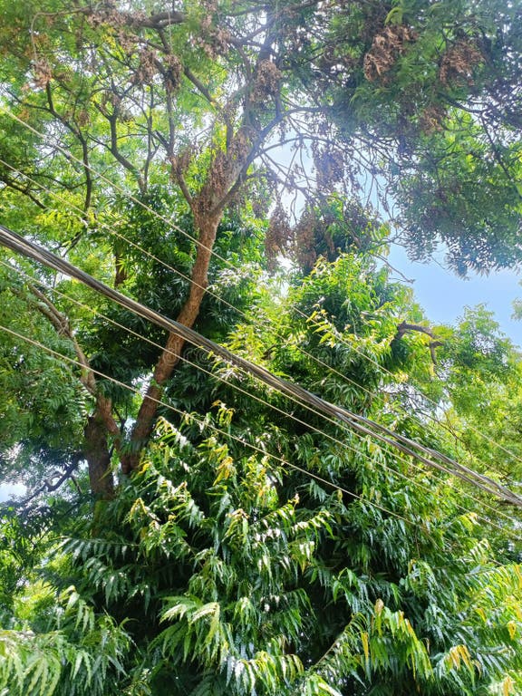 Monoon longifolium tree stock photo. Image of green - 254666518