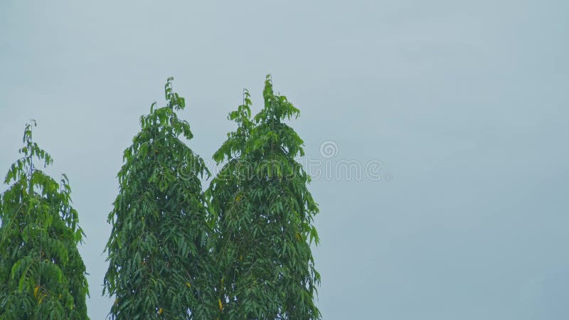 Monoon Longifolium Trees Swaying in the Light Wind Against Cloudy Sky ...
