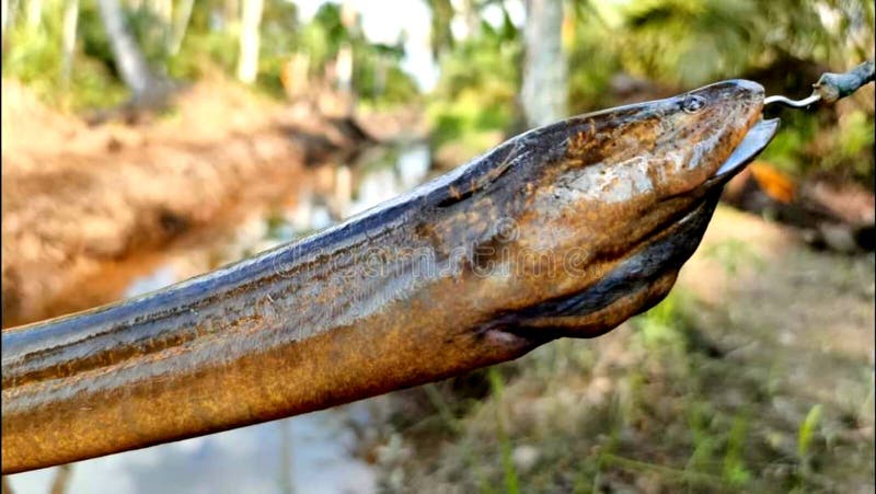 Monopterus Albus Caught by a Fishing Rod Stock Image - Image of fishing ...
