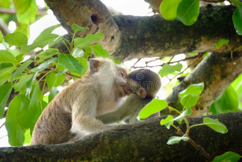 Dos Monos Besándose Sentados En Un árbol Sentimientos De Una Pareja De ...