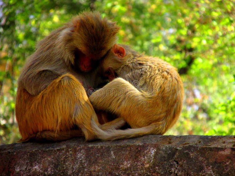 Monos abrazados foto de archivo. Imagen de animales - 103599088