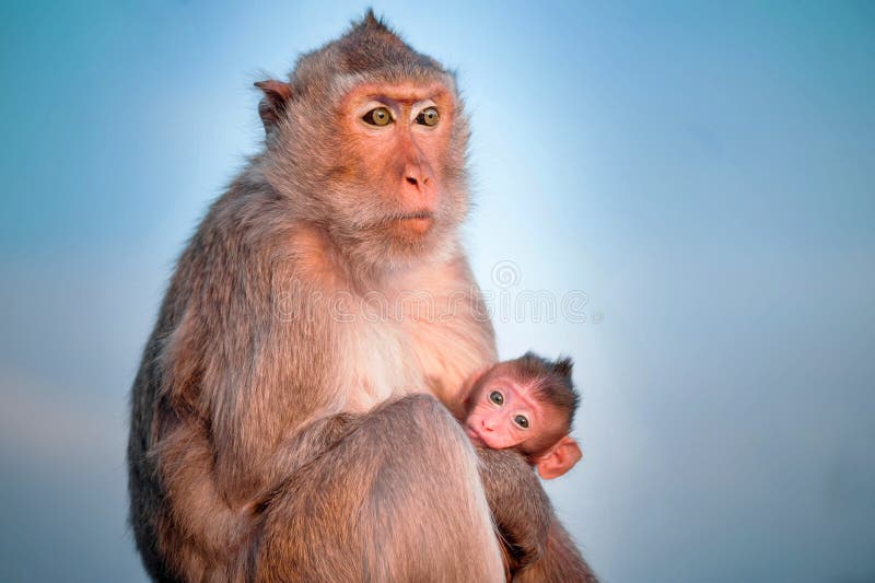 Monos con el bebé imagen de archivo. Imagen de familia - 50390265