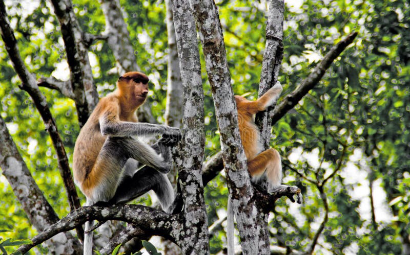 Monos Con Nariz En Las Selvas De Borneo Kalimantan Foto de archivo ...