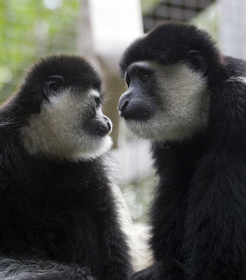 Los Monos En Safari En África Mostraron Sus Dientes. Foto de archivo ...