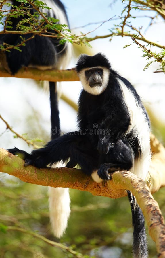 Monos De Colobus Blancos Y Negros Imagen de archivo - Imagen de ...