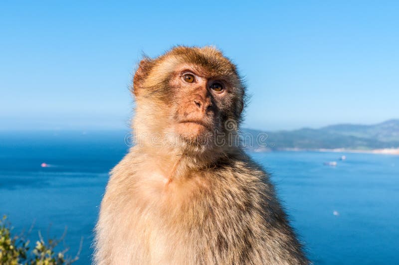 Monos de Gibraltar imagen de archivo. Imagen de primate - 117797321