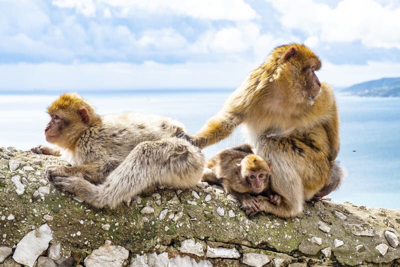 Monos de Gibraltar foto de archivo. Imagen de reino, azul - 55995656