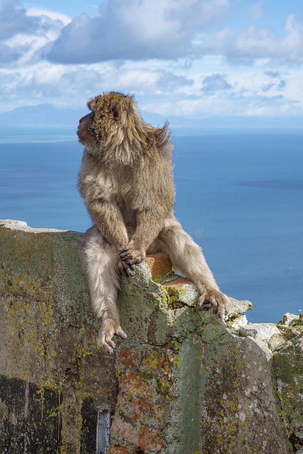 1,153 Monos De Gibraltar Fotos de stock - Fotos libres de regalías de ...