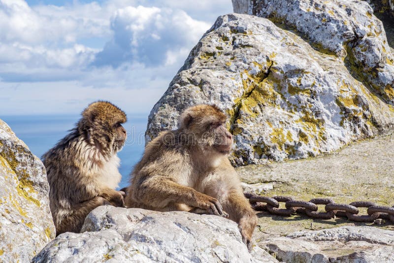 Monos de Gibraltar foto de archivo. Imagen de playa, gibrante - 55995804