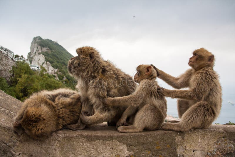 Mono de Gibraltar foto de archivo. Imagen de fauna, recorrido - 27527004