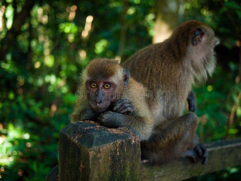 Monos en la selva foto de archivo. Imagen de mono, verde - 16068582
