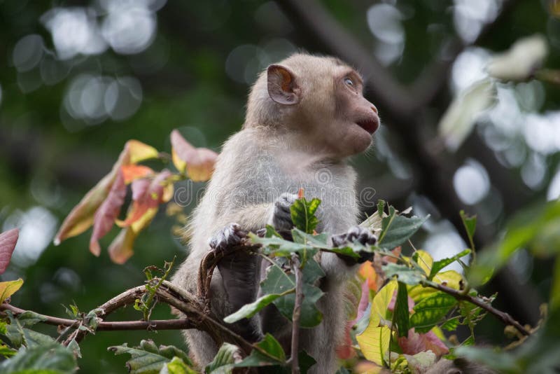 Monos lindos foto de archivo. Imagen de travieso, foto - 63284450