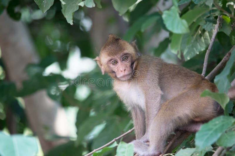 Monos lindos imagen de archivo. Imagen de macaca, mono - 64213383
