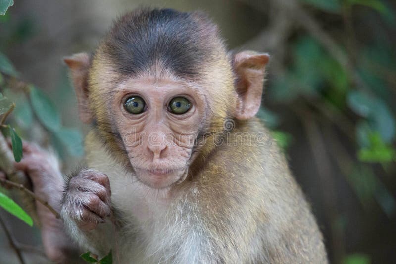 Monos lindos foto de archivo. Imagen de tailandia, organismo - 64231692