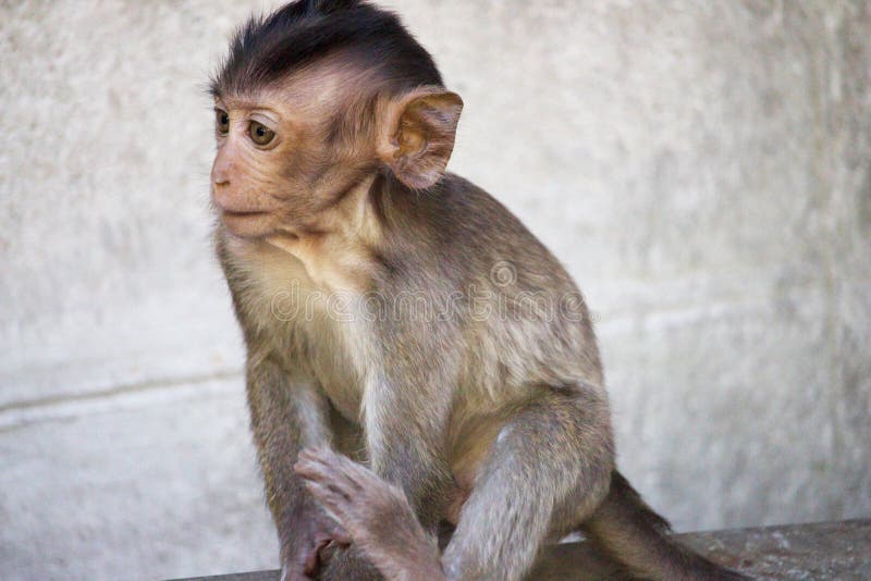 Monos lindos foto de archivo. Imagen de bosque, comer - 64549898