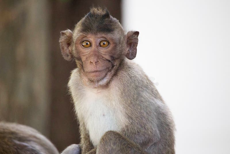 Monos lindos imagen de archivo. Imagen de comer, travieso - 65268055