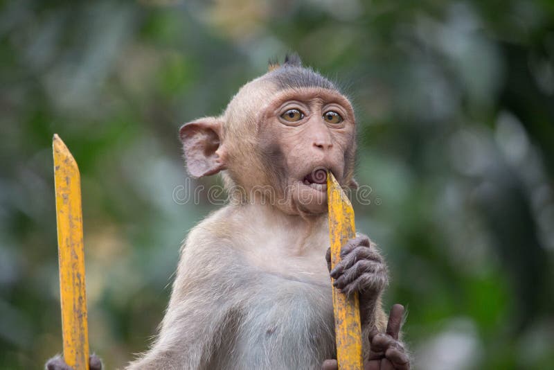 Monos lindos imagen de archivo. Imagen de mono, macaca - 65268079