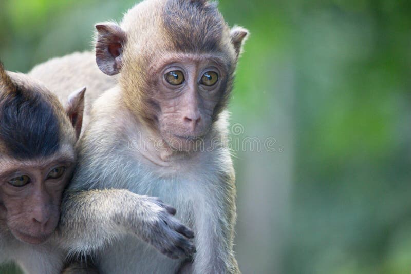 Monos lindos imagen de archivo. Imagen de comer, primate - 70970265