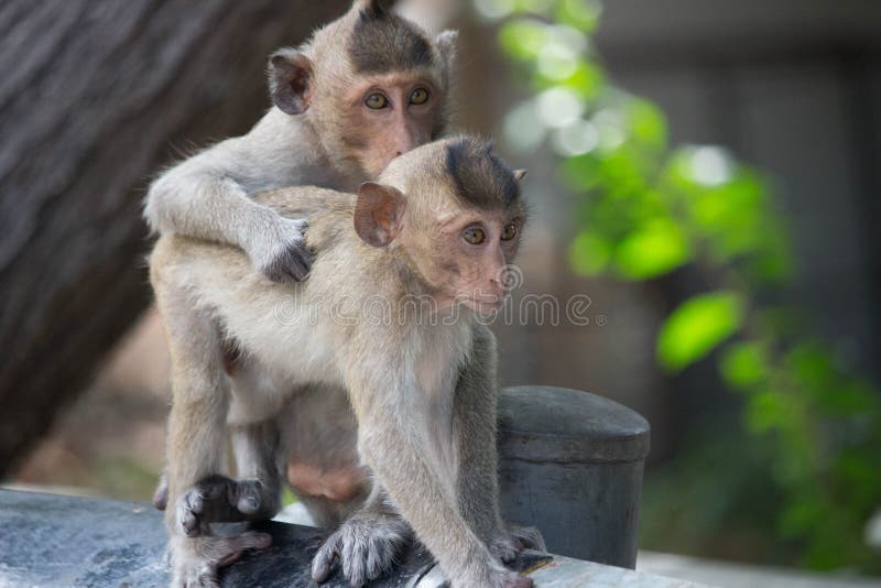 Monos lindos foto de archivo. Imagen de bosque, lindo - 57717600