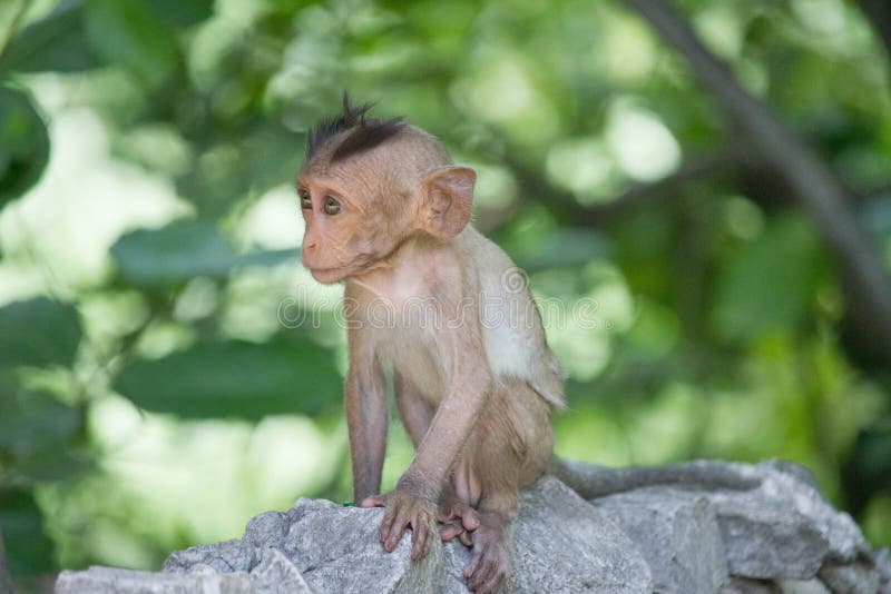 Monos lindos foto de archivo. Imagen de organismo, bosque - 78346152