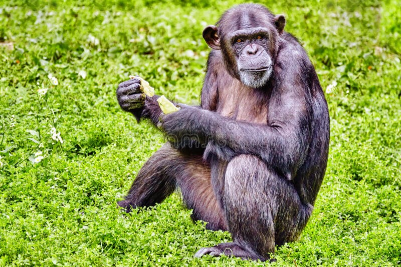 Monos - mono del chimpancé imagen de archivo. Imagen de arbusto - 58254291