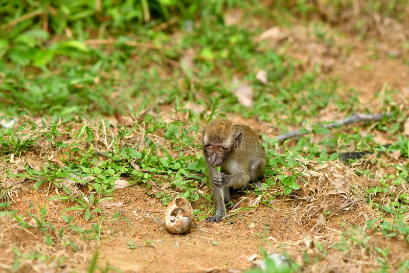 Monos Salvajes De Asia Que Comen La Comida Foto de archivo - Imagen de ...
