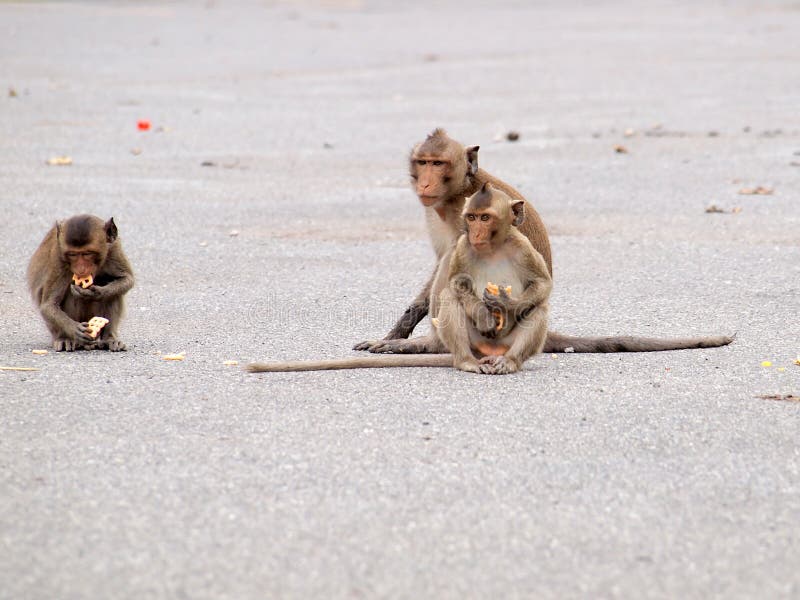 Los Monos Están Comiendo La Comida Foto de archivo - Imagen de cara ...