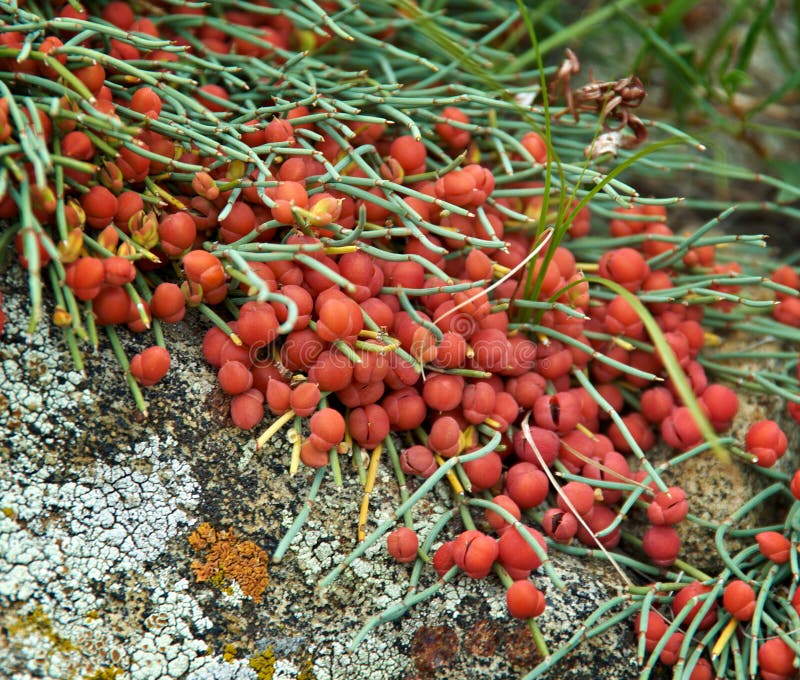 Antica Pianta Medicinale Ephedra Fotografia Stock - Immagine di ...