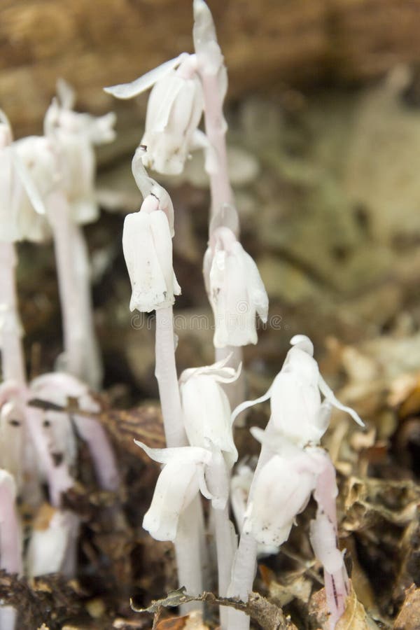 Monotropa Uniflora fotografering för bildbyråer. Bild av vildmark ...