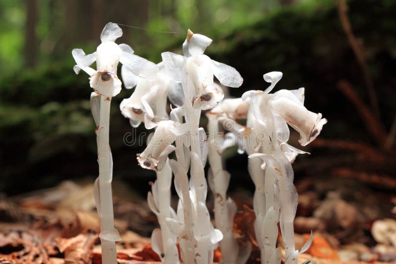 Monotropastrum Humile Growing in Mount Willard Trail Stock Photo ...