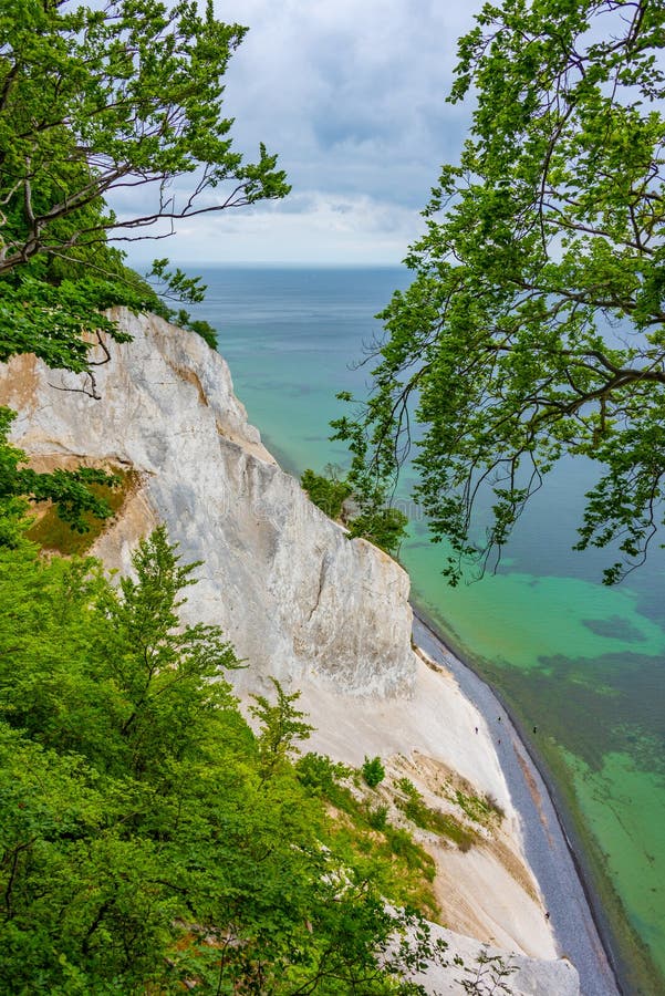 Mons Klint White Cliffs in Denmark Stock Photo - Image of rock, zealand ...