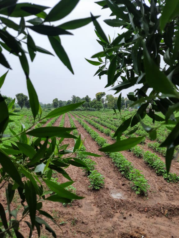 Monsoon in farm at morning stock image. Image of farmland - 226584749