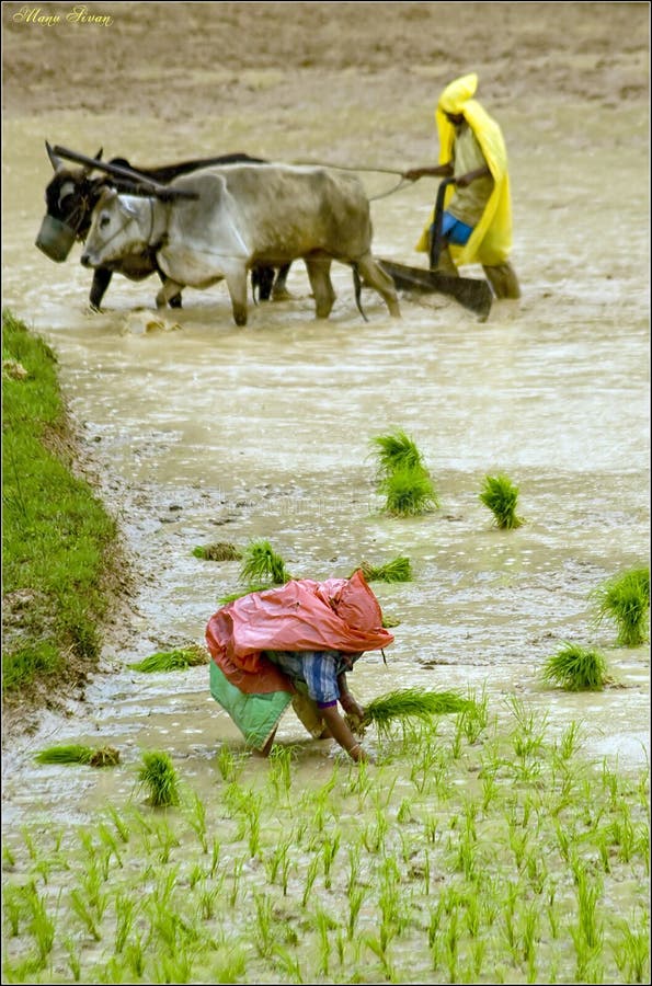 Monsoon Farming stock photo. Image of sowing, farming - 13809570