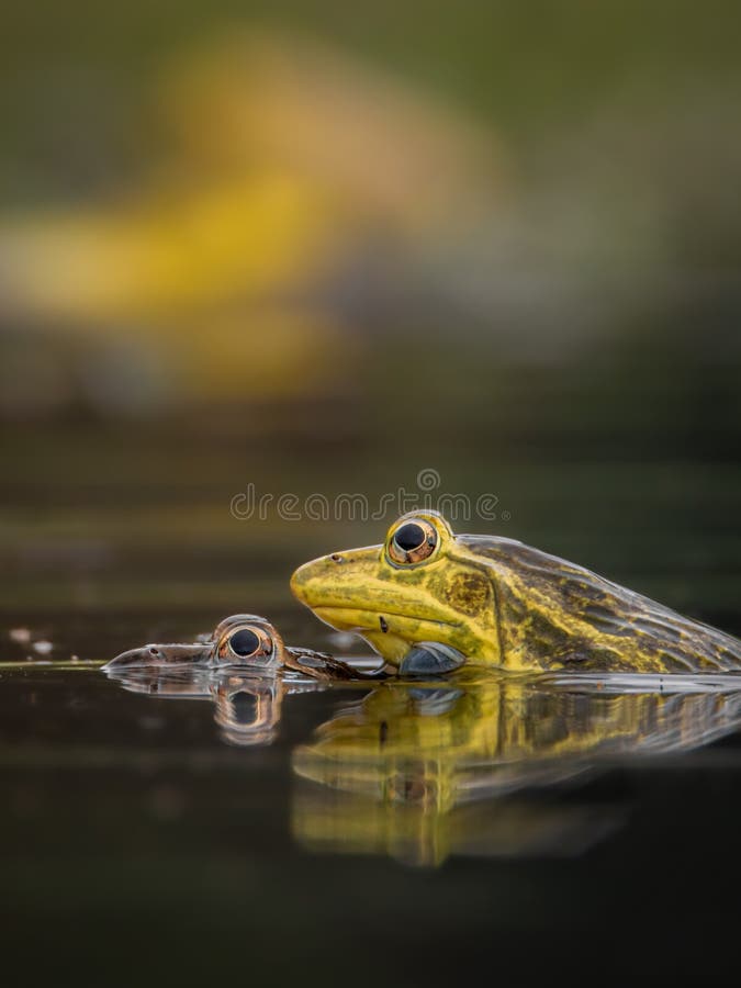 Monsoon Green Indian Bull Frogs Nature Stock Photo - Image of amphibian ...