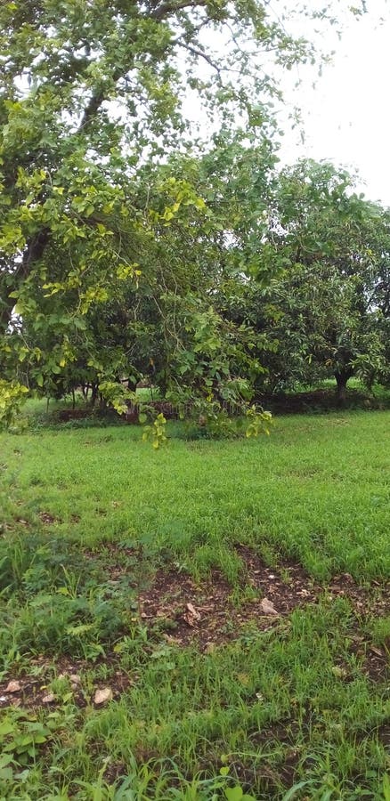Monsoon Greenery Grass Mango Tree Stock Photo - Image of trunk ...