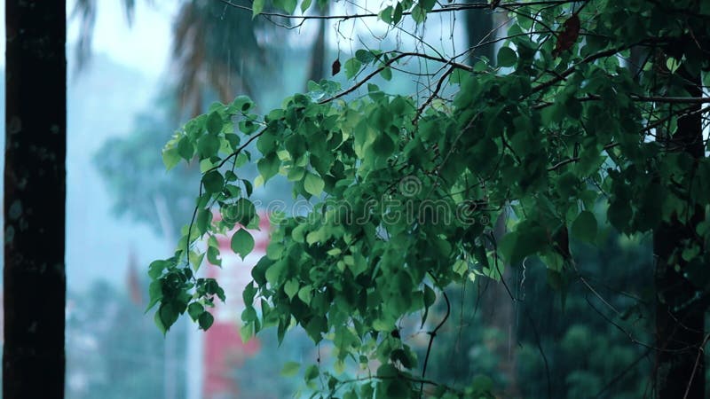 Monsoon Rain in the Jungle in Assam Stock Footage - Video of ...