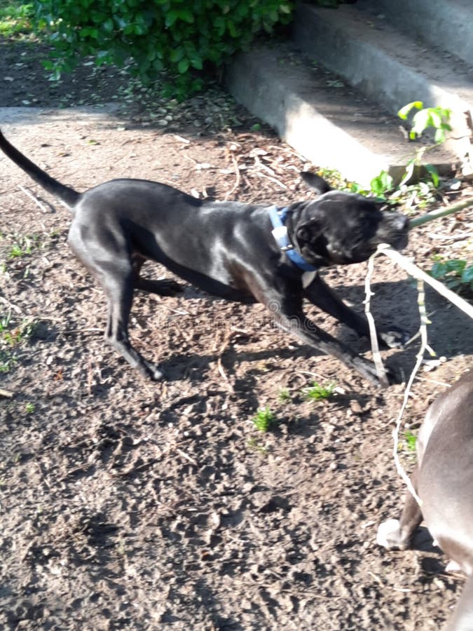 Monster, APBT Big Boy stock photo. Image of monster - 217041540