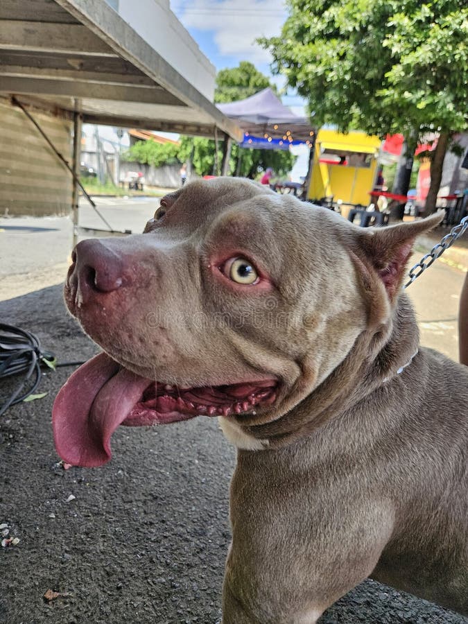 Pitbull Monster Stock Photos - Free & Royalty-Free Stock Photos from ...