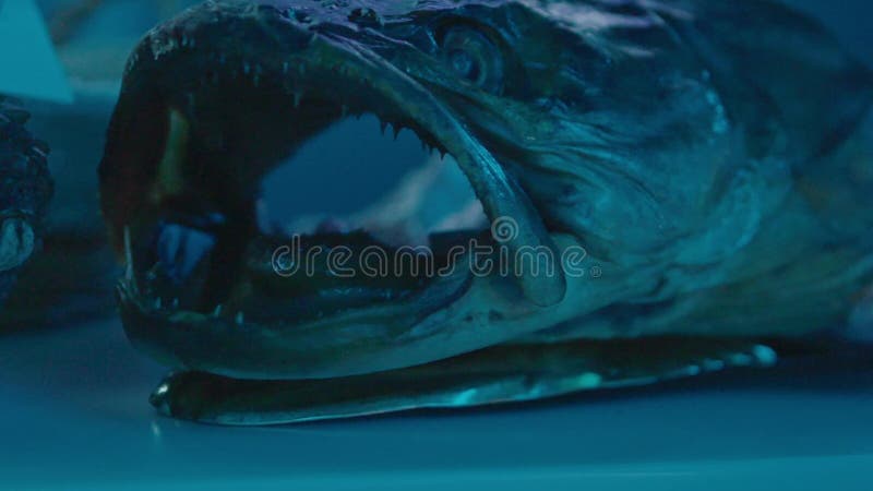 Monster Fish with Open Mouth Stock Footage - Video of nature, creature ...