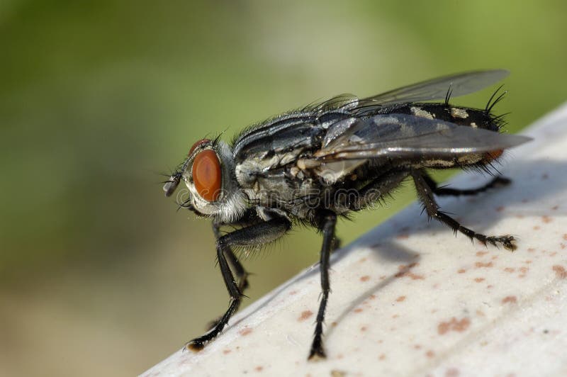Monster Fly stock photo. Image of close, hairy, scary, closeup - 183750
