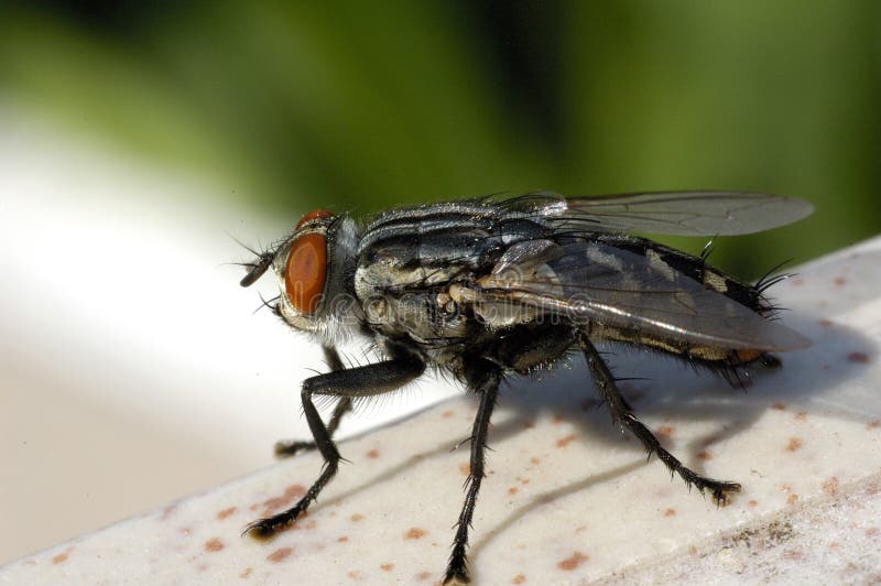 Stock Photos and Royalty-Free Images by Dreamstime