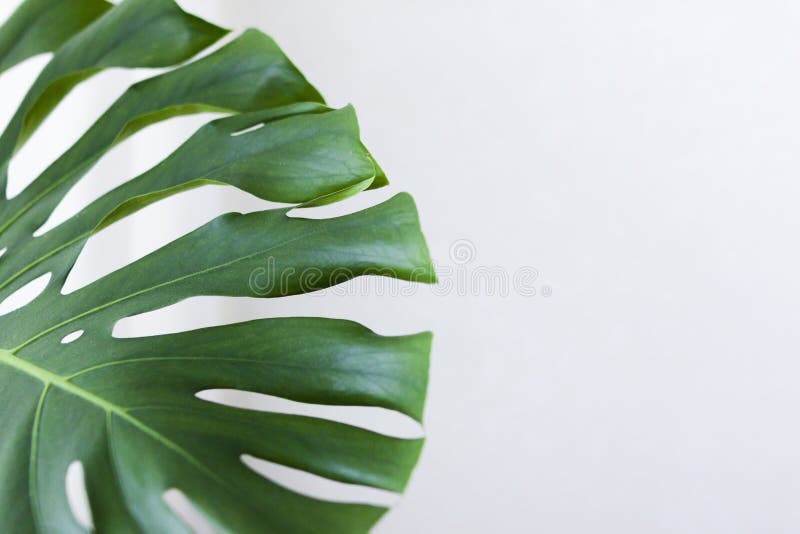 Monster leaf close-up stock image. Image of monster - 100353517