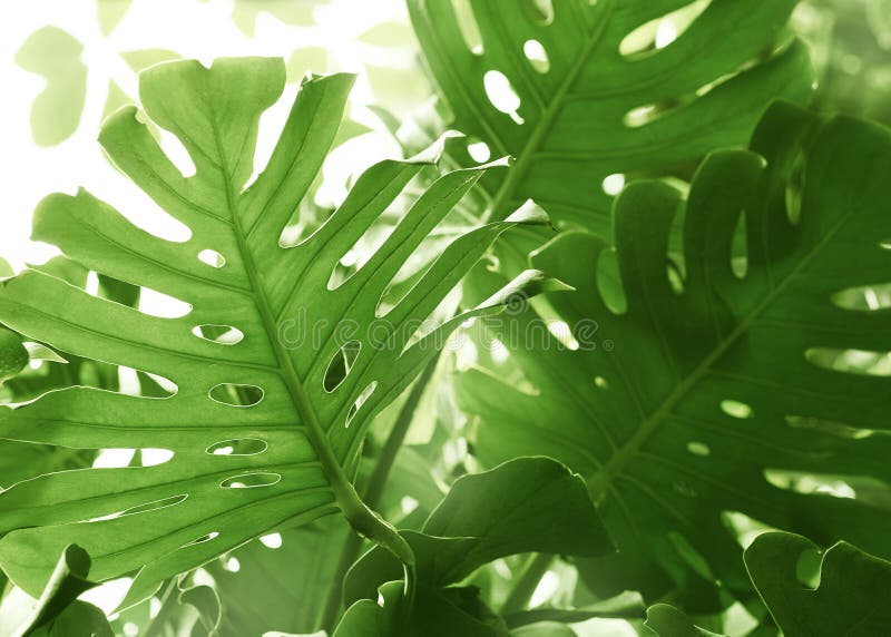 Monster Leaves Tropical Gren Background with Sunlight, Palm Leaf Summer ...